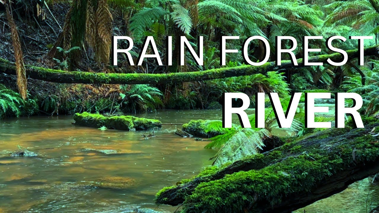 Relaxing Rainforest Ambience - Escape to the Peaceful Sounds of the ...