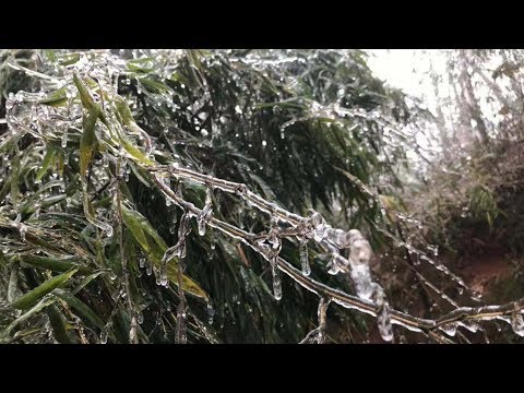 Strong cold snap turns Asia's biggest bamboo forest into ice land