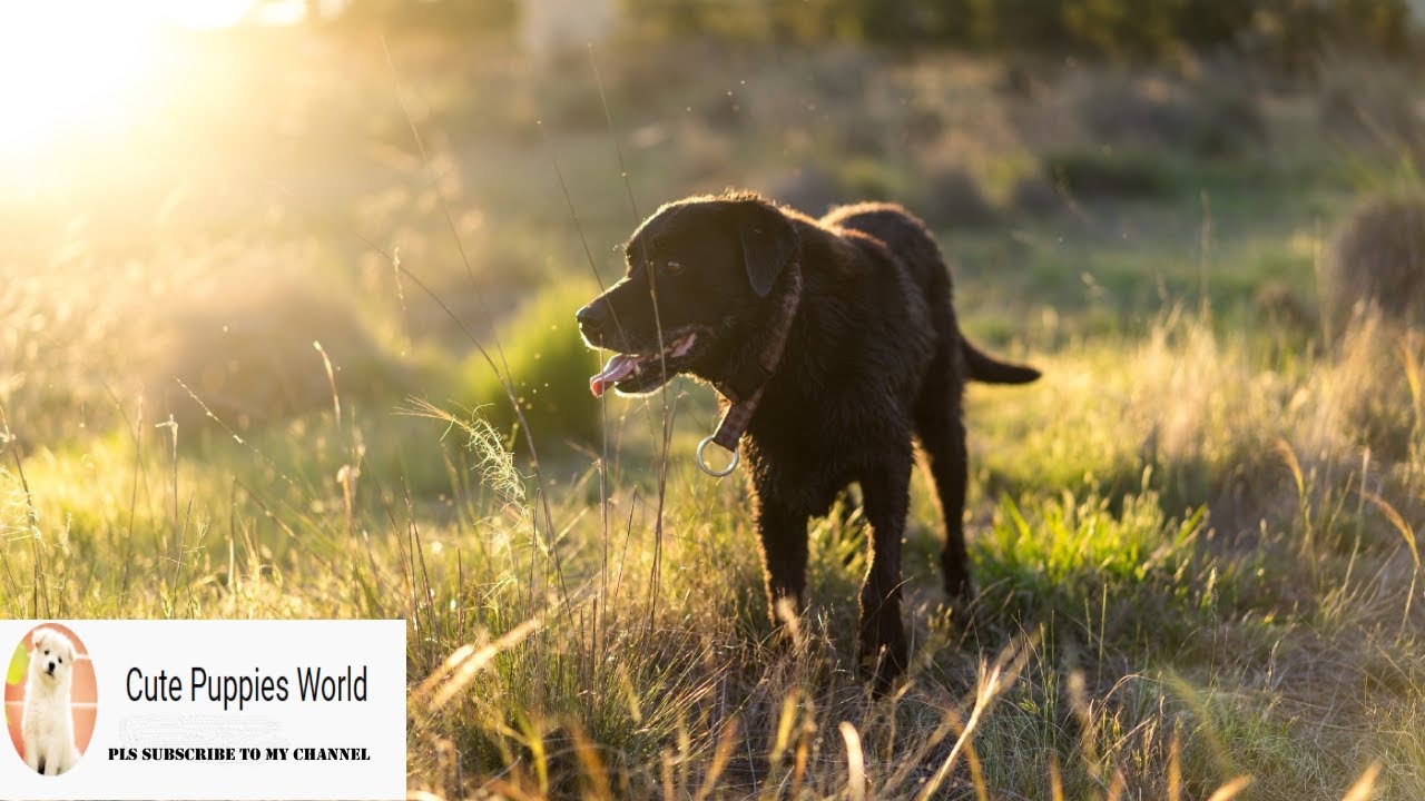 My Dog Morning Routine - Morning & Daily Routine - YouTube