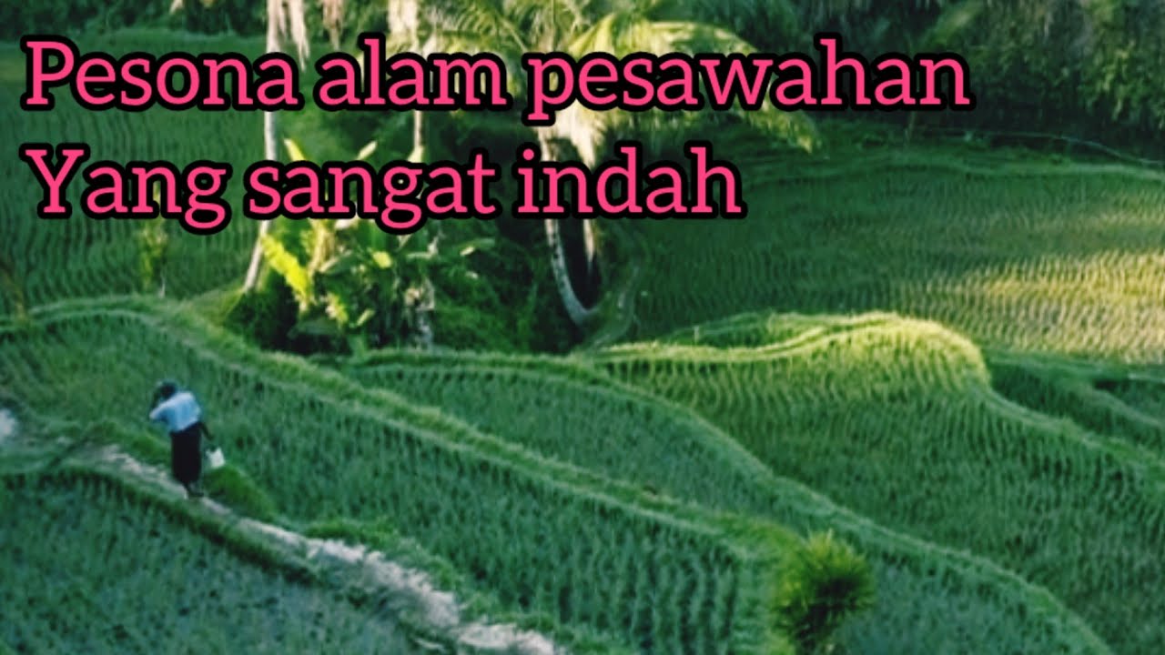 pesona alam pesawahan yang sangat indah - YouTube