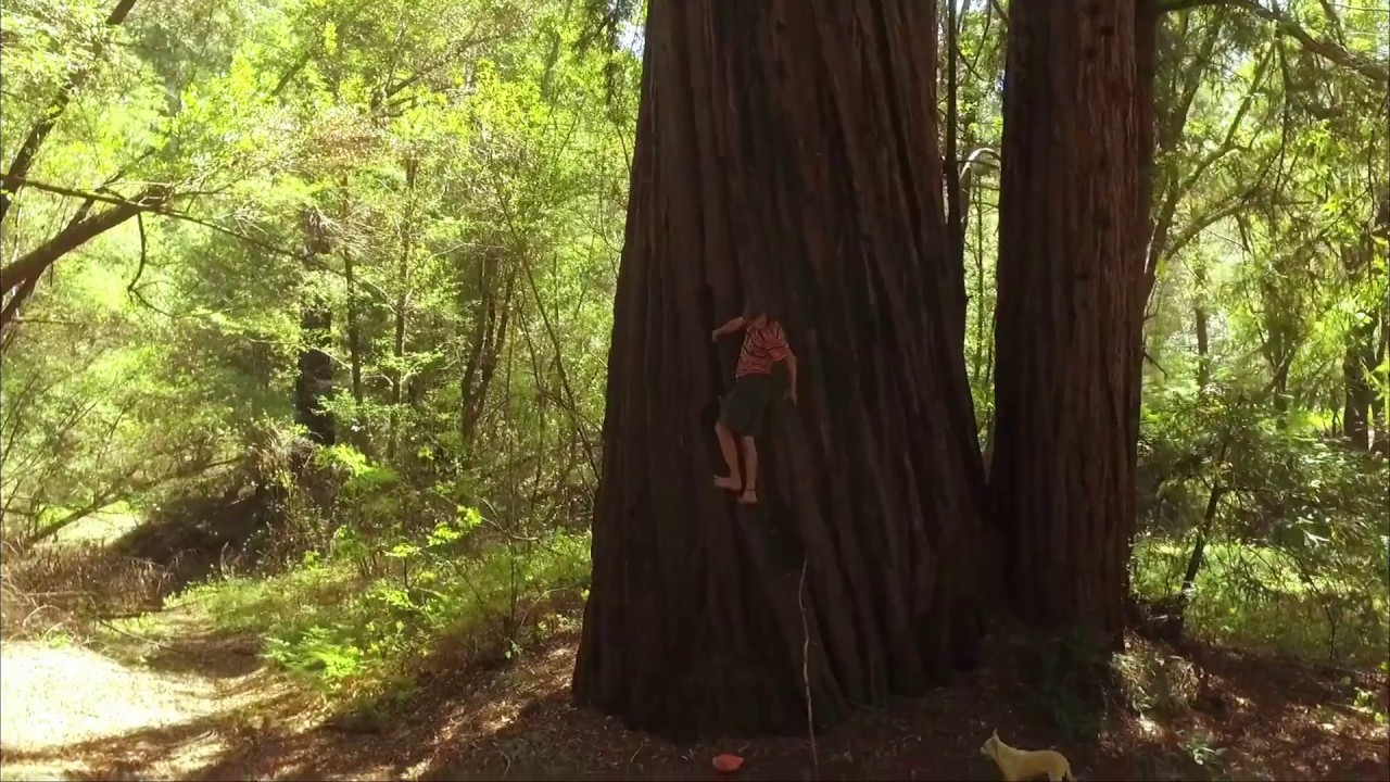 Flying Through the Redwoods (drone footage) - YouTube
