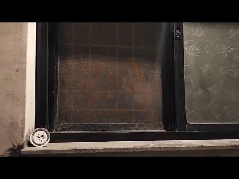 The Shapeshifter horror short film - YouTube
