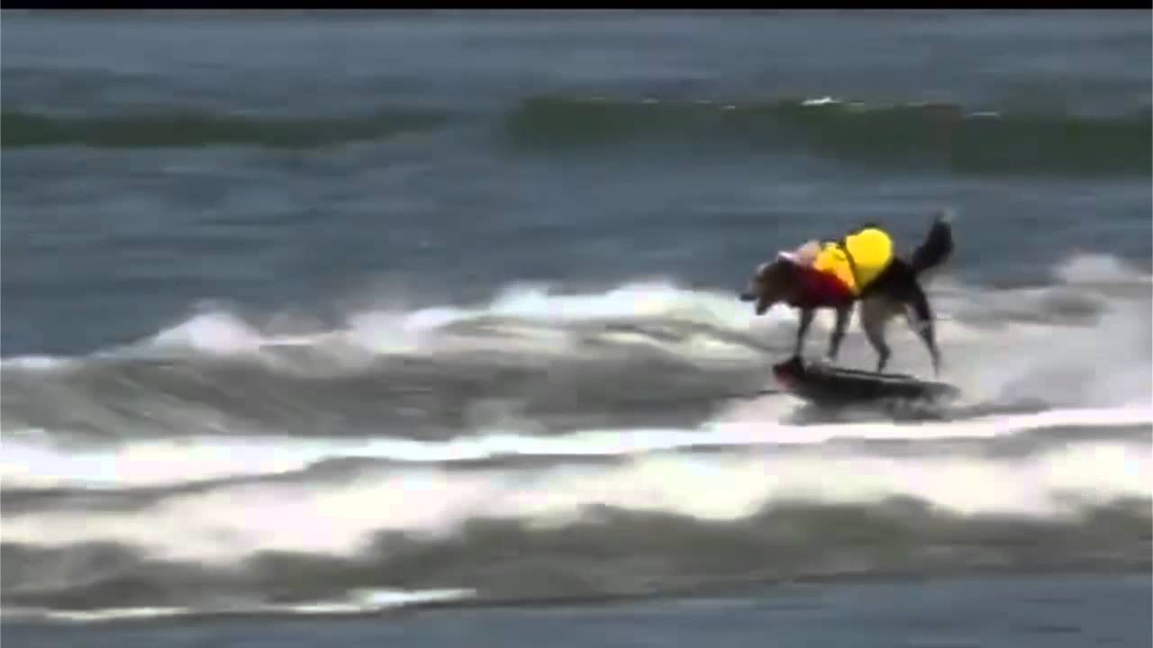 Dog Tales: The world's most talented dogs - YouTube