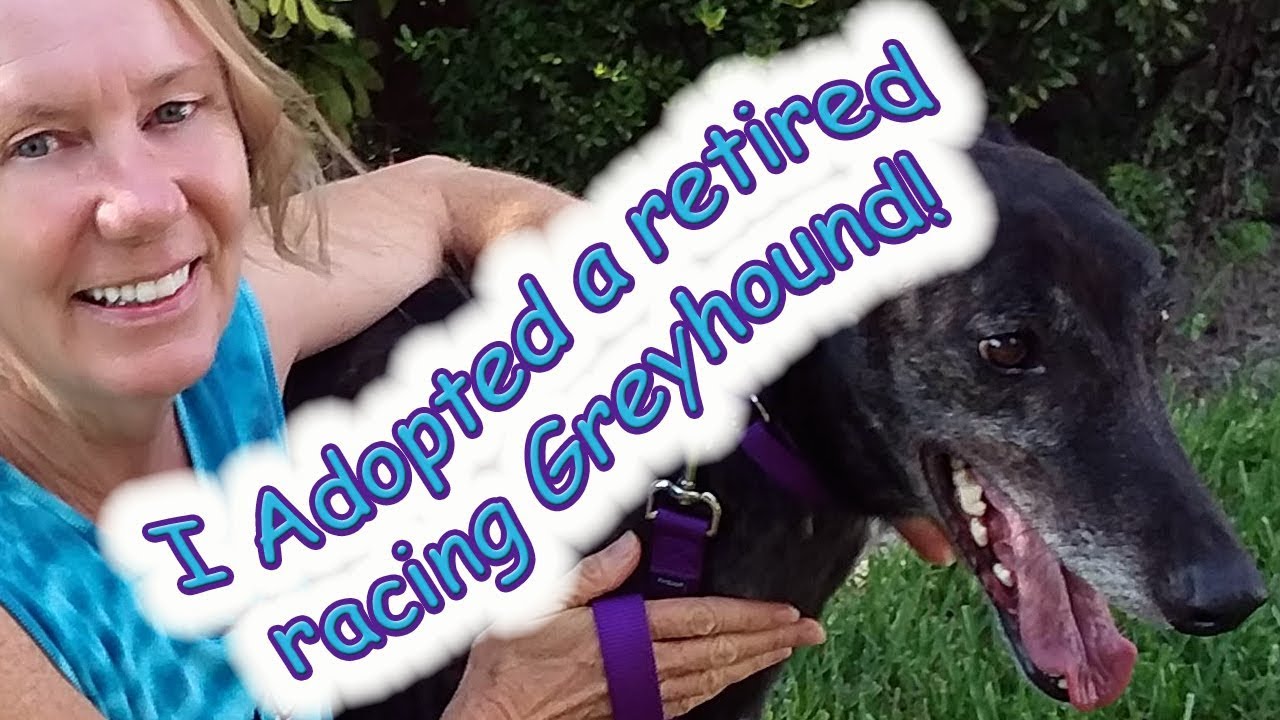 Adopting a Greyhound - 1st day! | Life with a retired racing Greyhound ...
