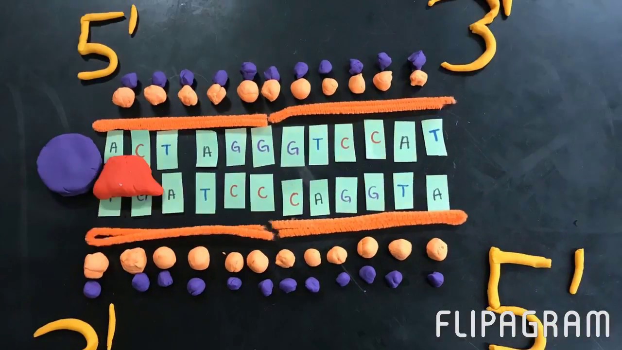 AP Bio: DNA Replication Stop Motion - YouTube