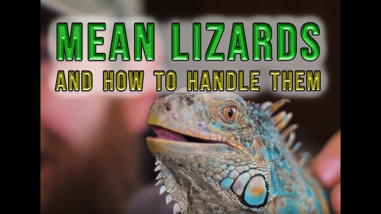 MEAN LIZARDS and How to Manage Them - (Tegus, Iguanas, and more!) - YouTube