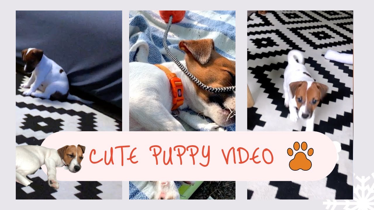 Puppy Dogs - Cute and Funny Dog Videos - YouTube