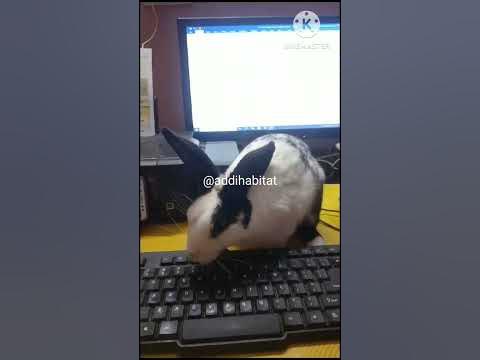 addi playing with keyboard #bunny #short #ytshorts #rabbit #animal # ...