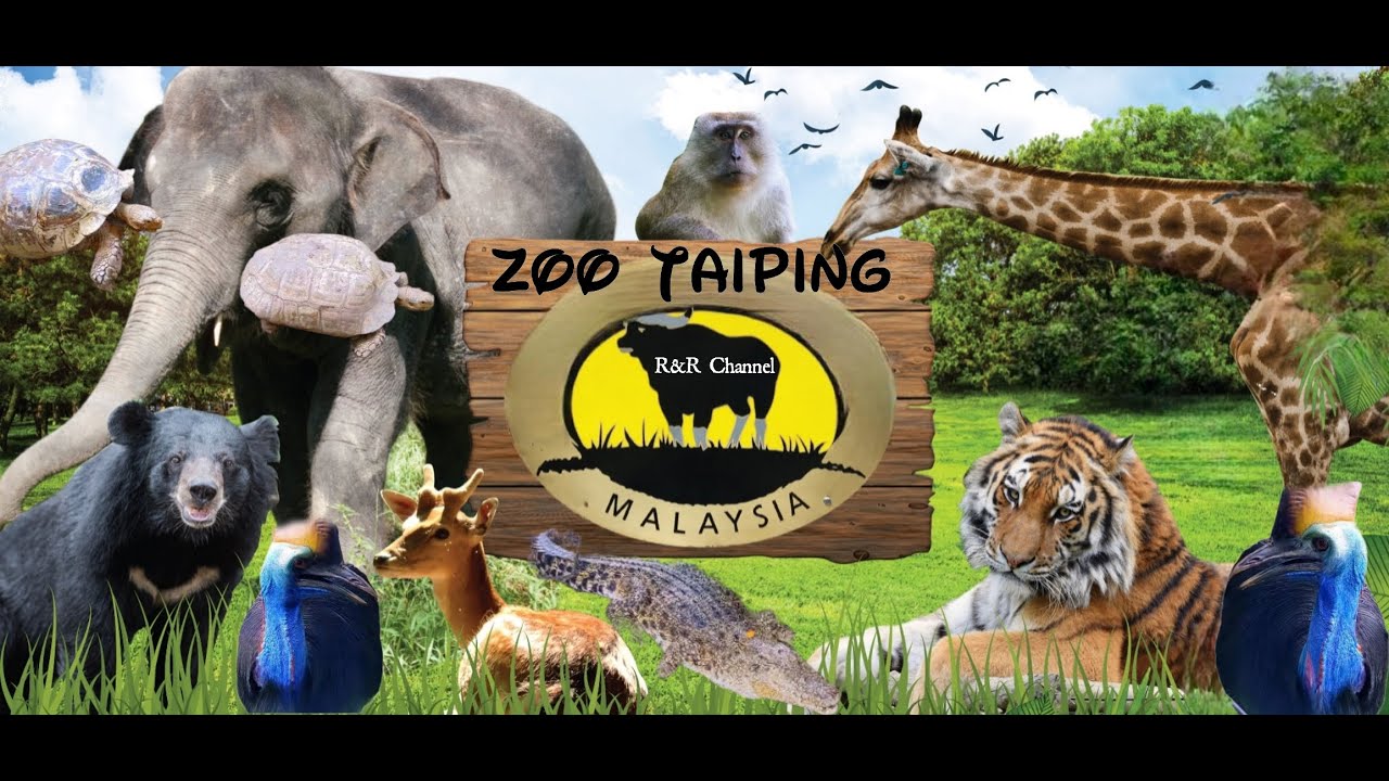 A QUICK VISIT TO ZOO TAIPING | ZOO TAIPINGMALAYSIA #zoomalaysia # ...