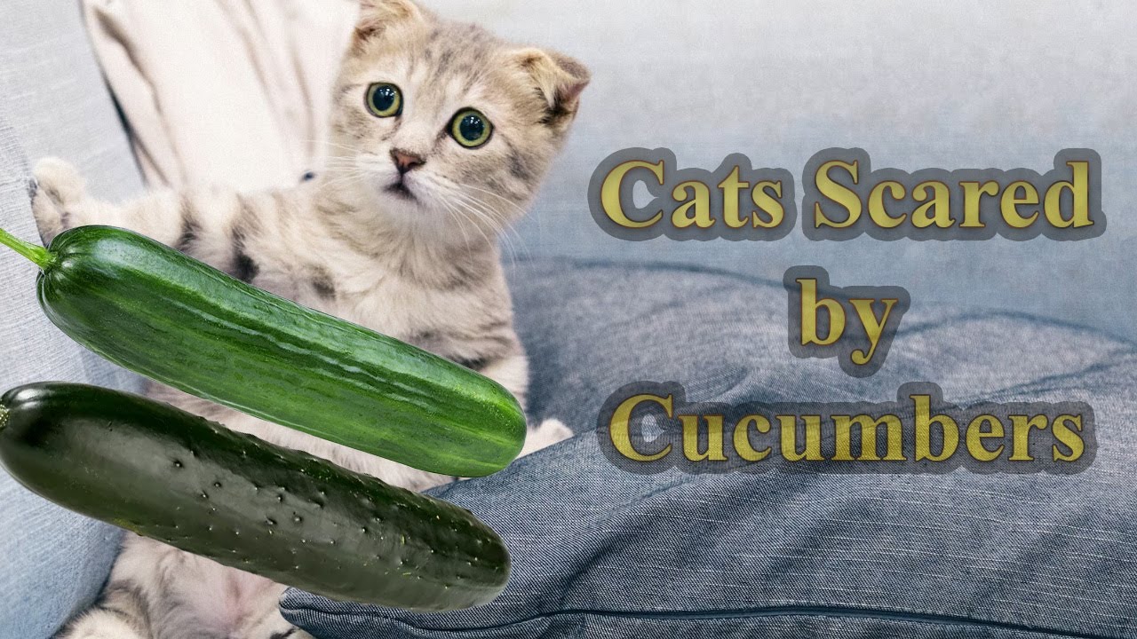 Cats Scared by Cucumbers Compilation Best Video #scaredcat - YouTube
