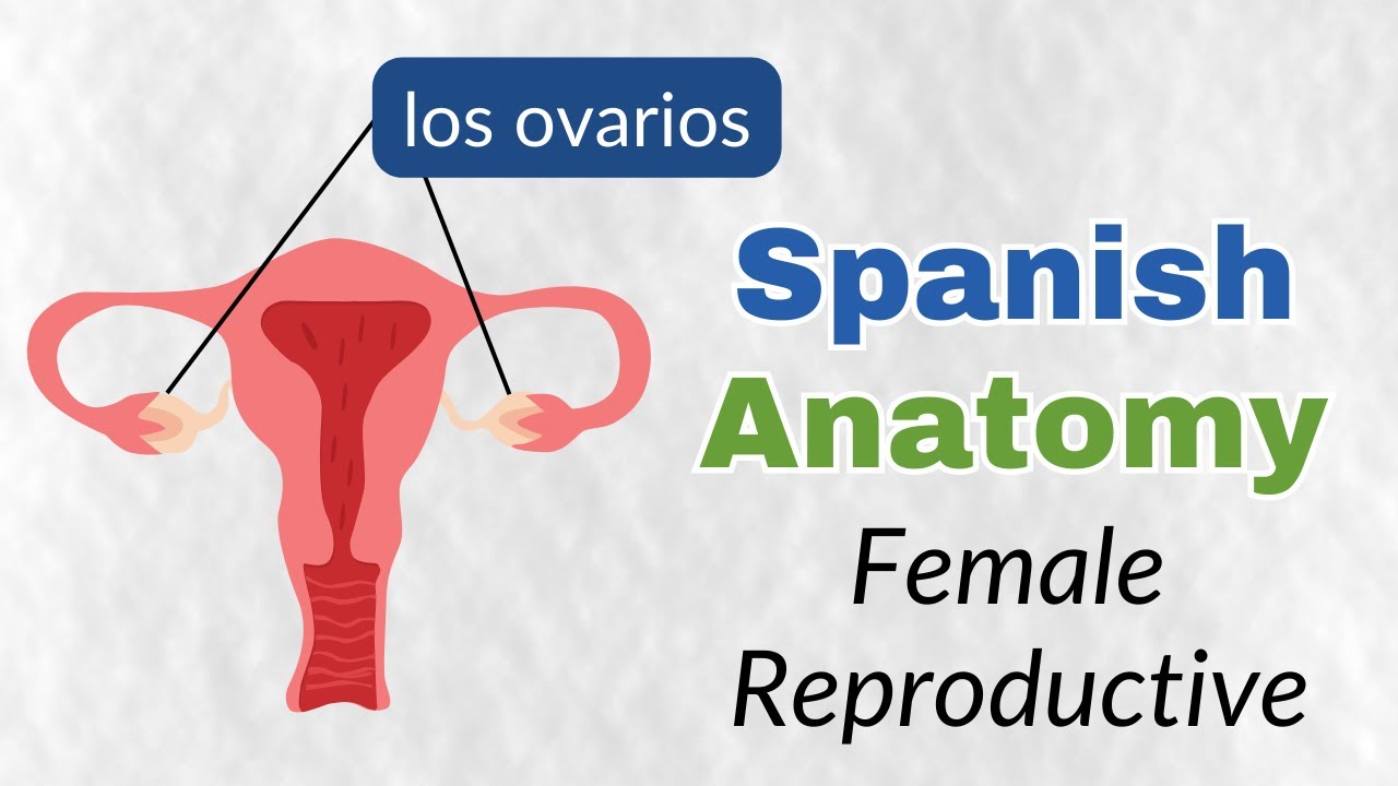 Spanish Anatomy: Female Reproductive System (Review + Quizzing ...