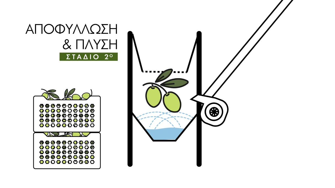 Παραγωγή Ελαιολάδου - Olive Epitome - Στάδια Ελαιοποίησης - YouTube
