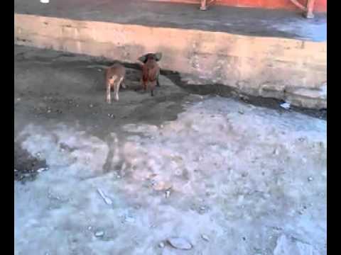 cerdos peleando 2 - YouTube