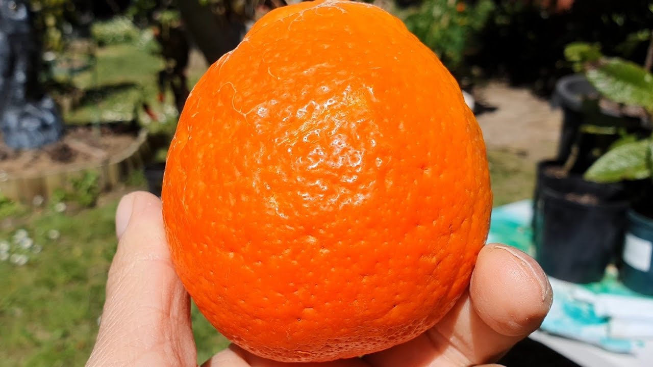 Tasting Super Juicy Tangelo From My 8 Yo Tree - YouTube