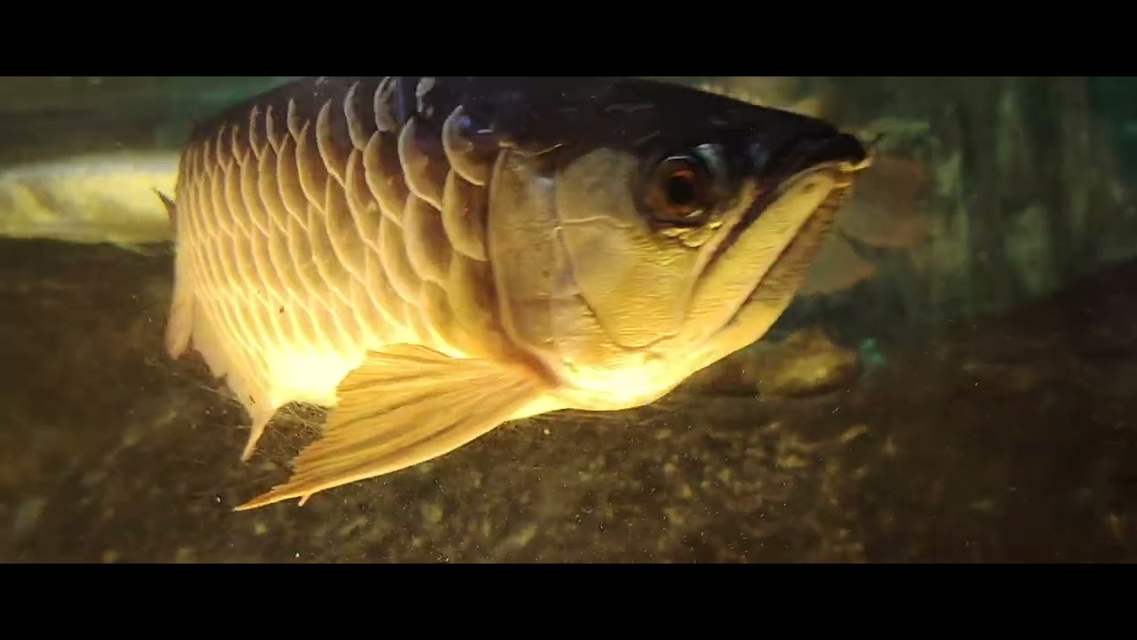 #terapi minda - YouTube