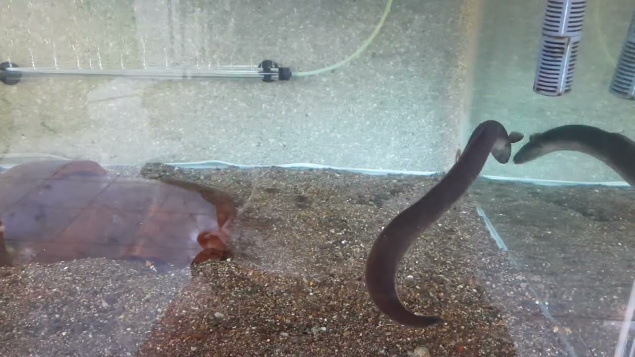Freshwater eel/Anguilla Marmorata/Marbled Eel/Kasili - YouTube