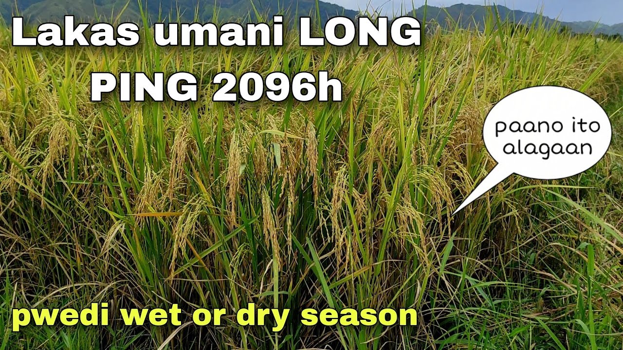 Long Ping 2096h (hybrid) RC 222 (inbred) - YouTube