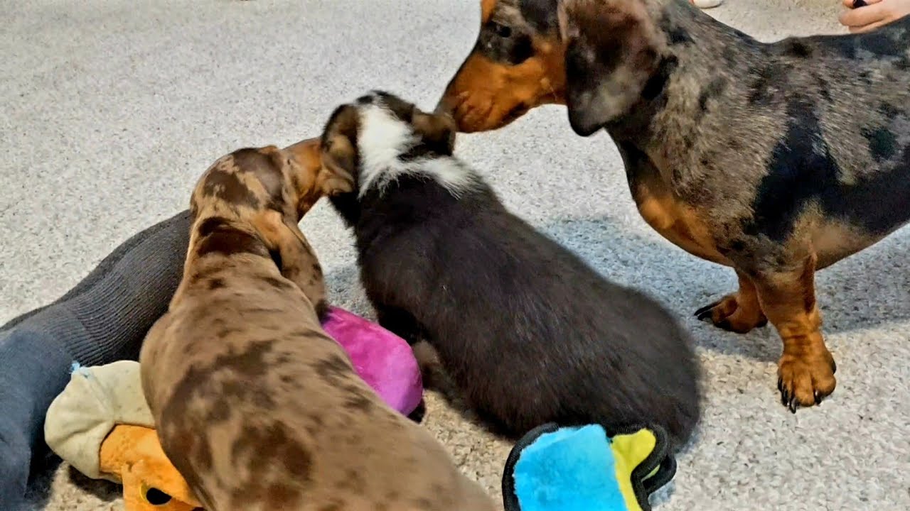 First Puppy Playdate: Part 2 - YouTube