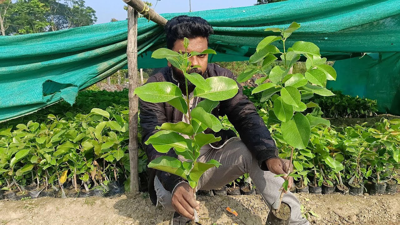 Buy Most popular Thai King Jamun Plant Online | Order KG 10 Black Jamun ...