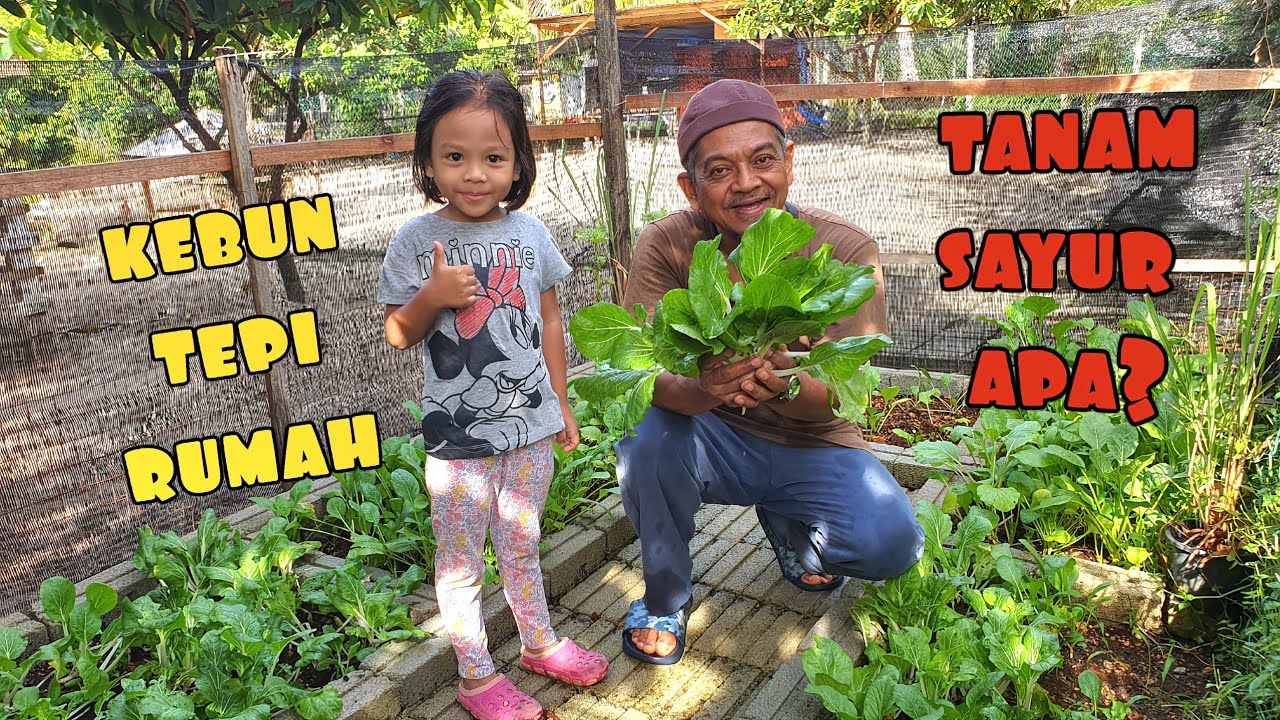 ️ TANAM SAYUR TEPI RUMAH || PETUA TANAMAN SUBUR - YouTube