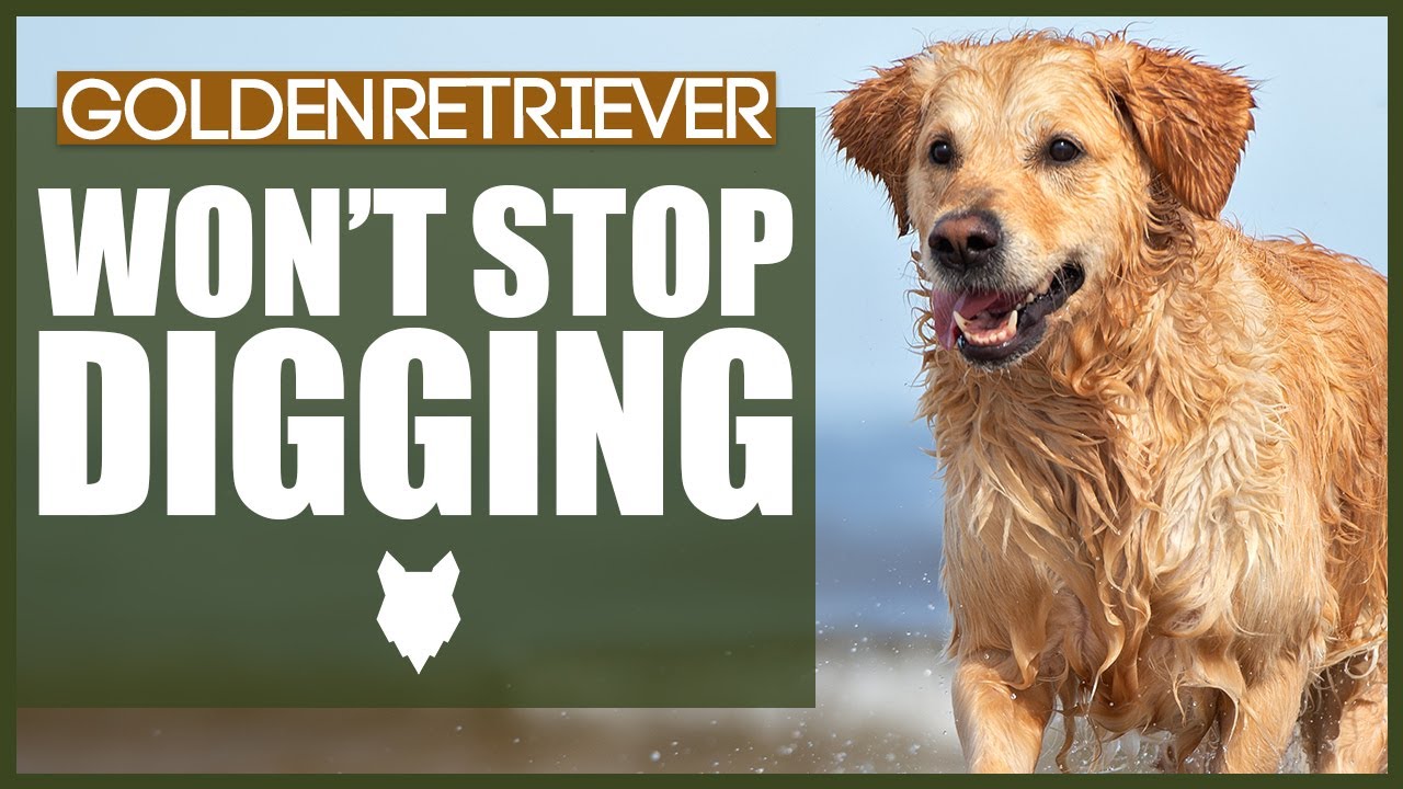 How To Stop Your GOLDEN RETRIEVER DIGGING - YouTube