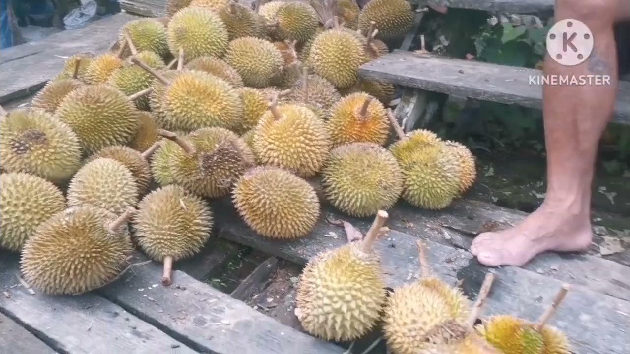 MUSIM DURIAN DI KAMPUNG MENTU, SIMUNJAN, SARAWAK, BORNEO ISLAND. - YouTube