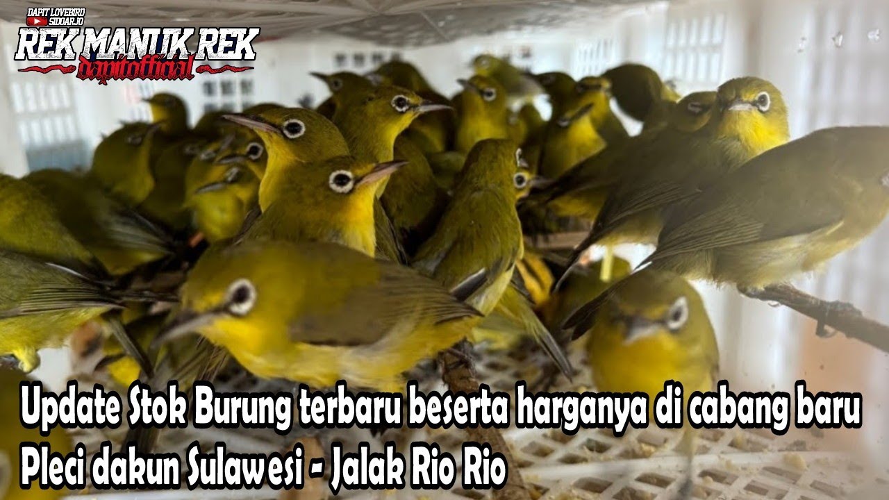 Update Stok Burung terbaru beserta harganya di cabang baru - Pleci ...