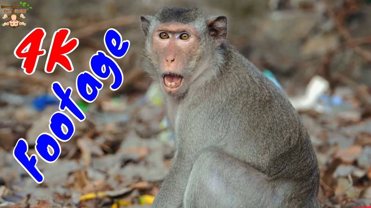 4K Quality Animal Footage - Monkeys Beautiful Scenes Episode 44 | Viral ...