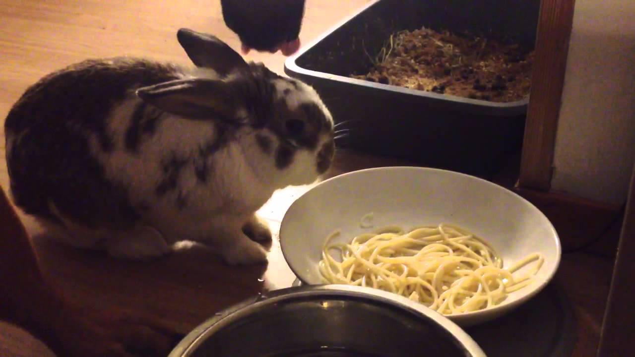 Cara the Ridgeback and Louis the Rabbit eating spaghetti - YouTube