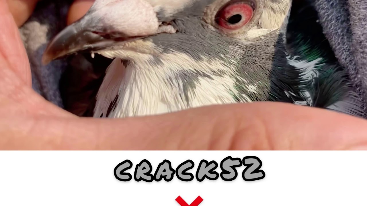 crack 52 (jaime lim) imbrecht (jimmy gan) - YouTube