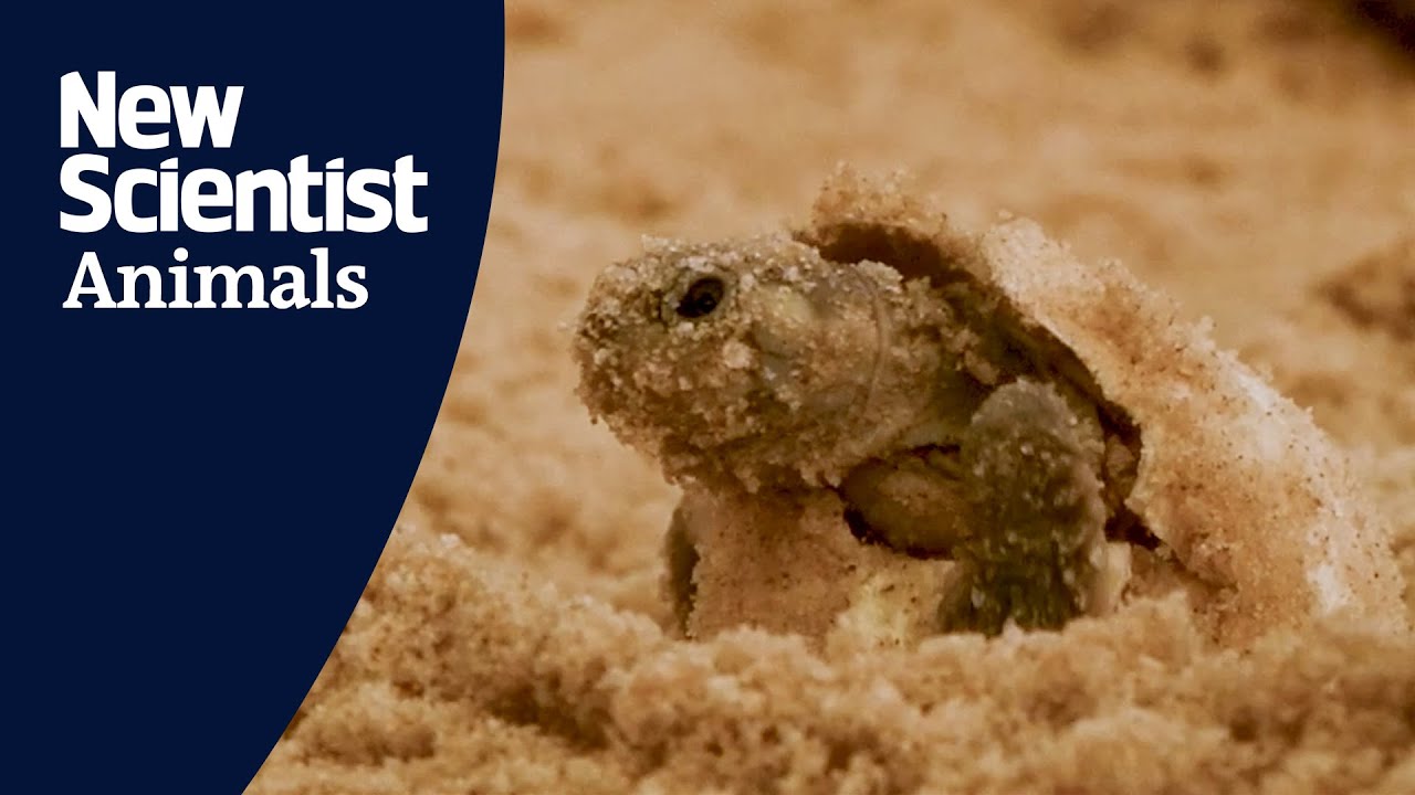 Millions of turtles emerge at world's largest hatching event - YouTube