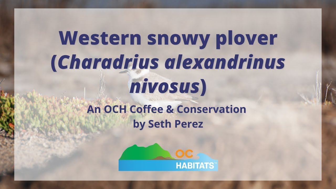 Snowy Plover Critical Habitat: USFWS Rules & Protection (2024 Guide ...