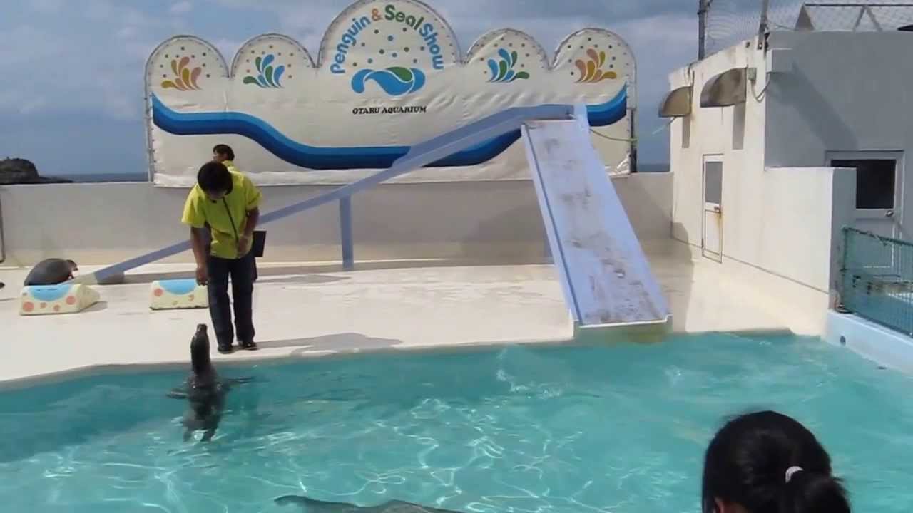 seal_slide - YouTube