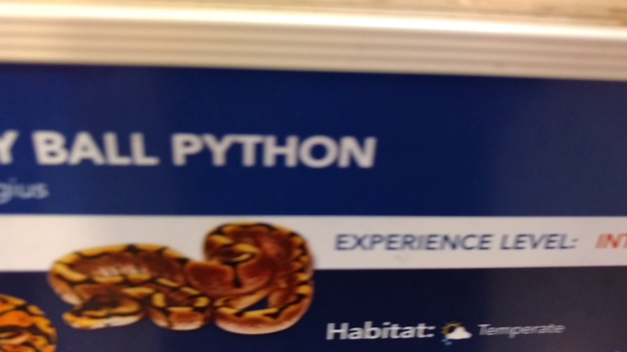 Fancy Ball Python - YouTube
