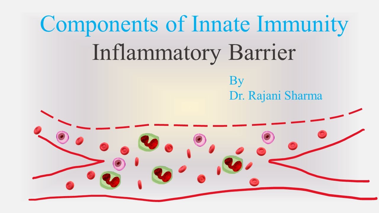 Components of Innate Immunity: Inflammatory Barrier - YouTube