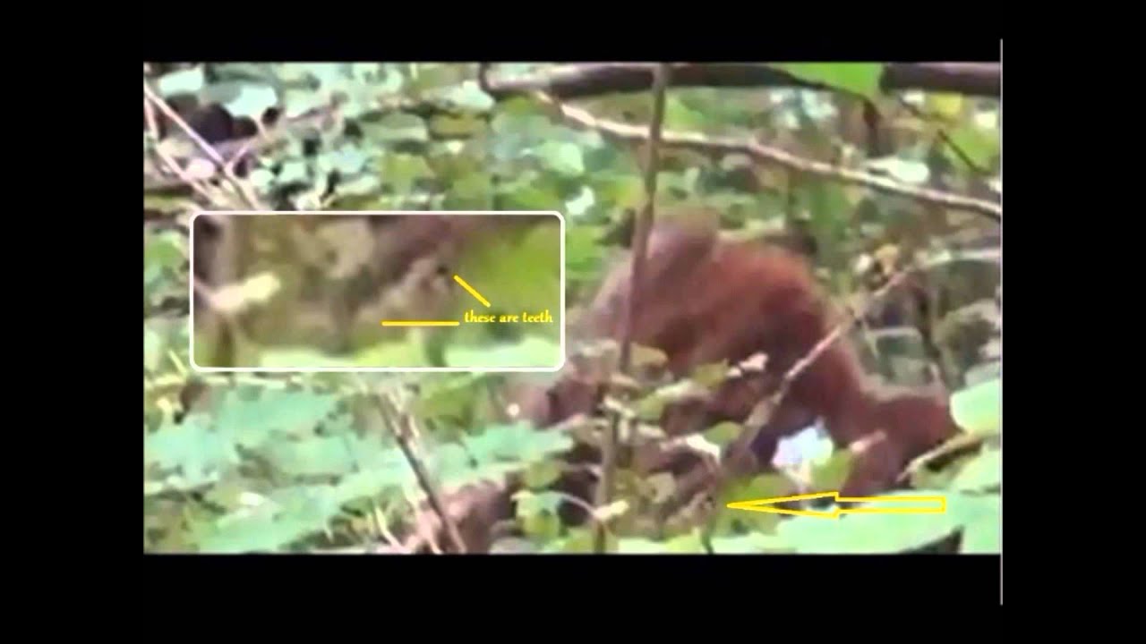 Close Up of Real Bigfoot (Timbergiant)*Big Red* - YouTube