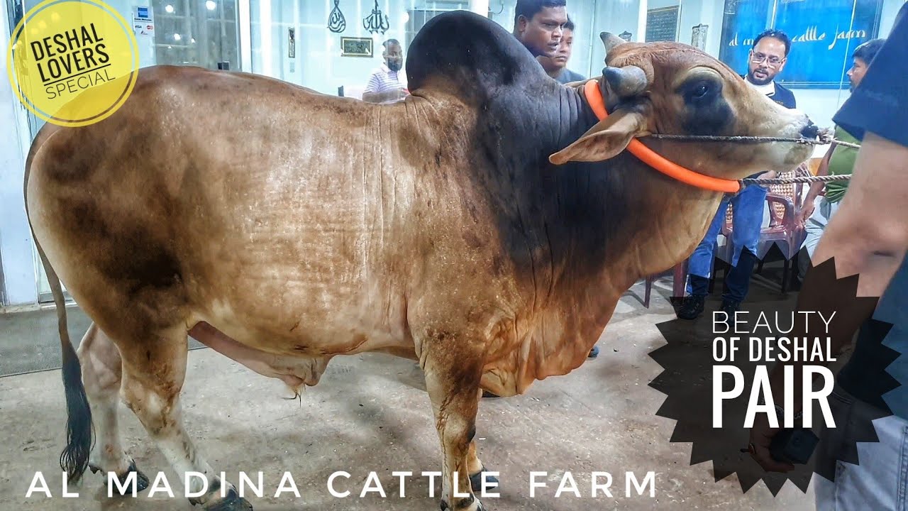 Top Class Deshal Bull Pair | Osthir Deshal Pair | Showdown | Al Madina ...
