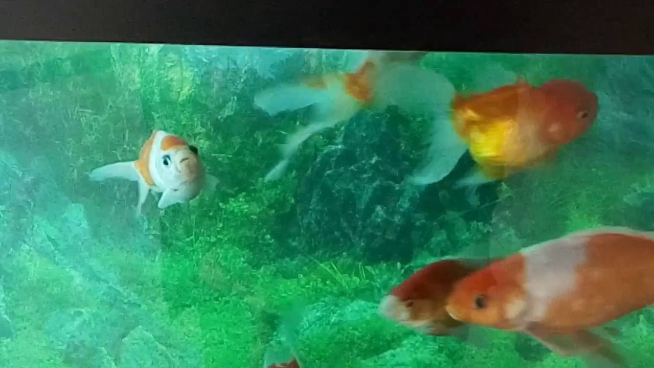 Do you think the Fish Need Life Insurance or Homeowners Insurance ...