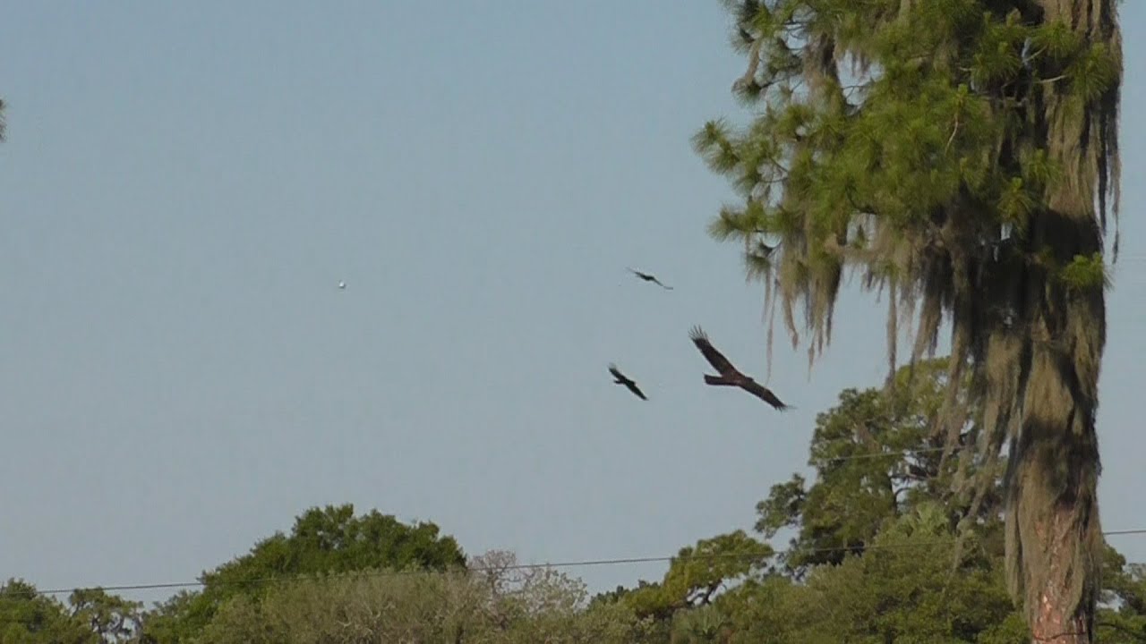 SWFL Eales_Crows Relentless~Yonder Pond Retreat~What E6 Caught ...