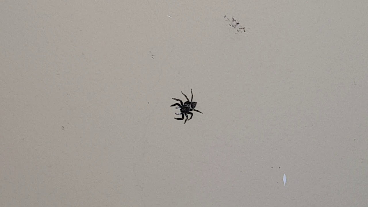 Fly Catcher Spider - YouTube