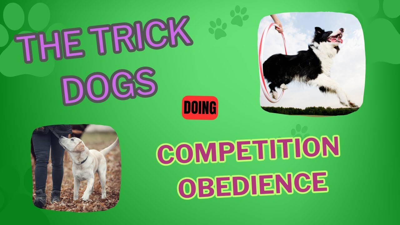 Can the trick dogs do competition standard obedience?! - YouTube
