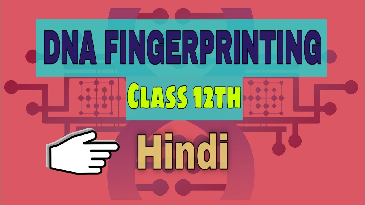 DNA Fingerprinting DNA Fingerprinting Class 12 Be Educated YouTube dna-fingerprinting-dna-fingerprinting-class-12-be-educated-youtube