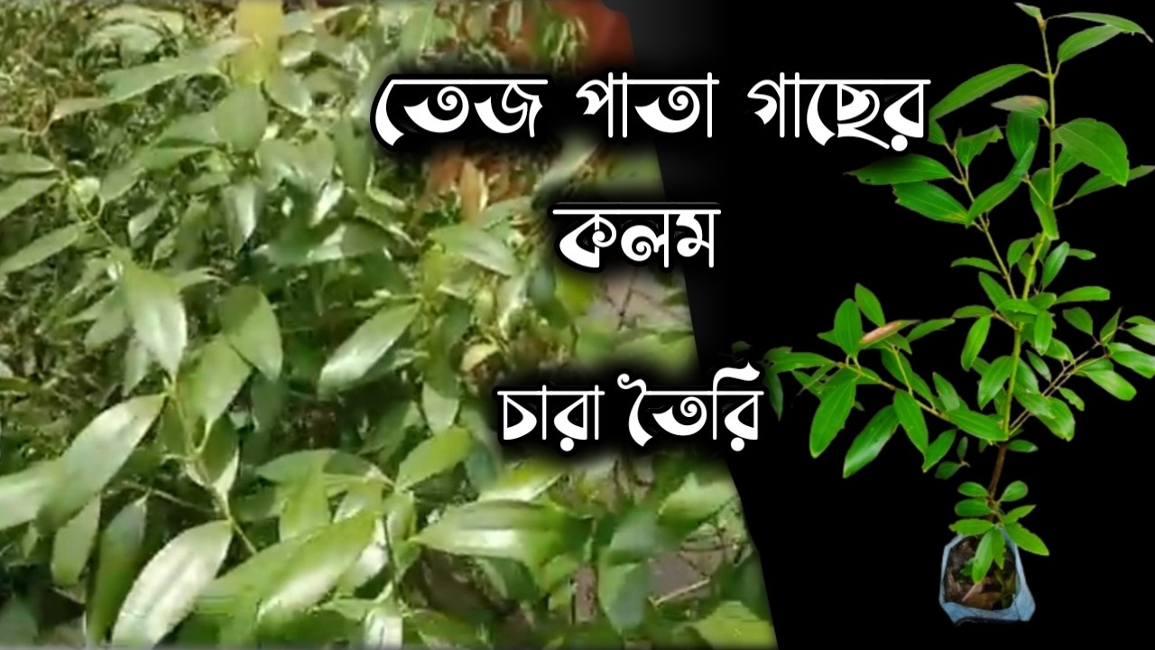 তেজপাতা গাছের চারা তৈরি|tej patta gacher kolom|tej pata gacher chara ...