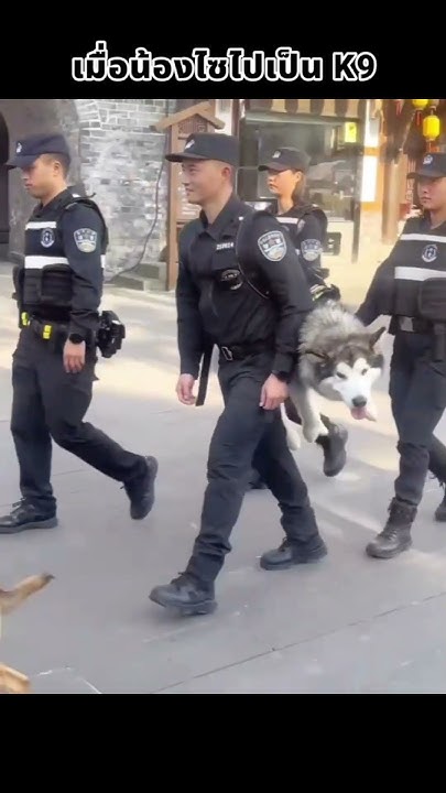 🦮 เมื่อน้องไซไปเป็น #K9 #สุนัขk9 #สุนัขตำรวจ #K9ตำรวจ #ไซบีเรีย #ไซบีเรียK9 #K9ไซบีเรีย - YouTube