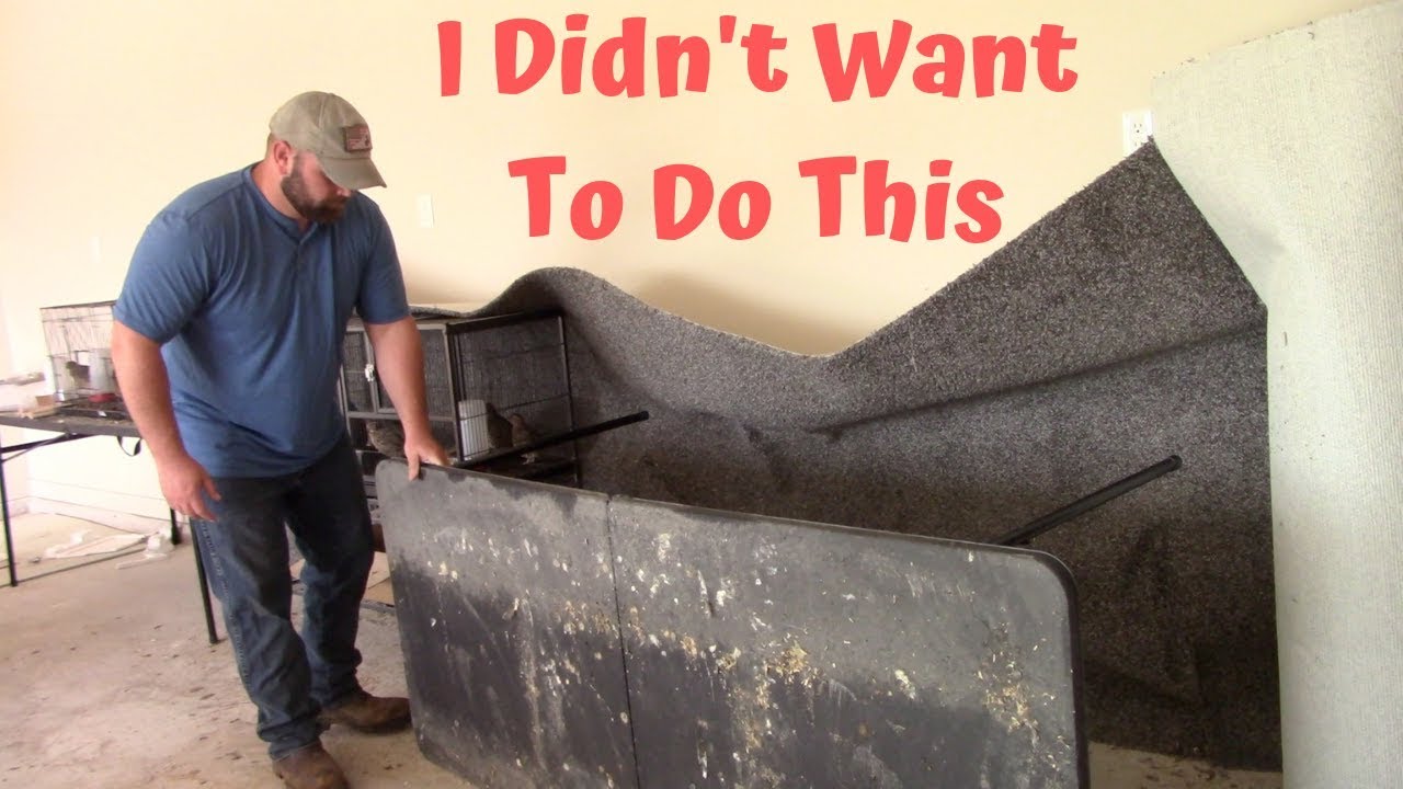 Moving Quail To The New Quail Barn! - YouTube