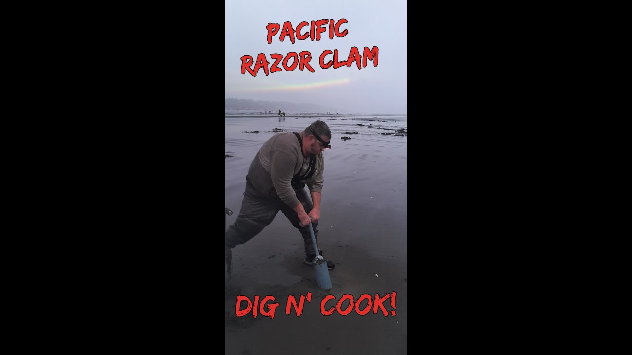 Giant Pacific Razor Clams | Early Morning Dig | Mocrocks Beach - YouTube
