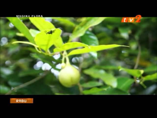 Jeruk Buah Pala SENG HUAT Nutmeg Sweet & Sour (2 Packets) Jeruk Buah