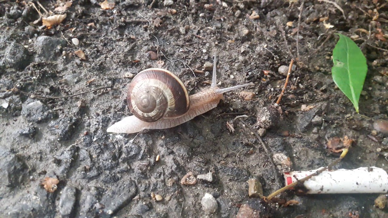 snail and ant the ground - YouTube