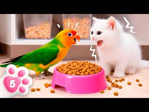 Papağanımız biraz acıktı! Kefir onunla yemek arıyor! Çocuklar için.