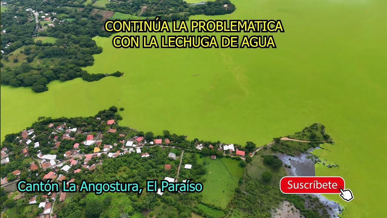 La Lechuga de Agua Ya Invadió También en Chalatenango, Lago Suchitlan ...
